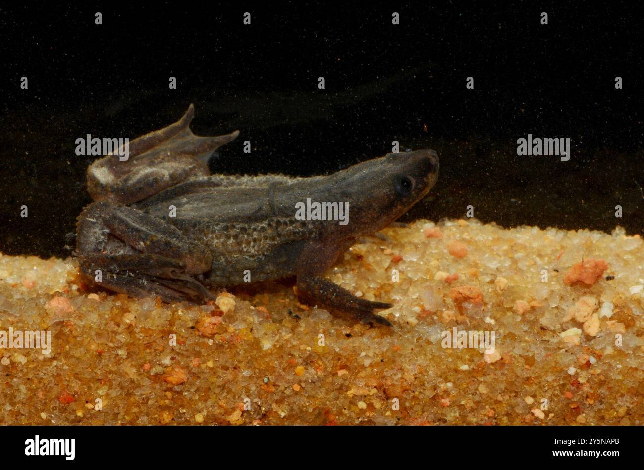 Zaire Dwarf Clawed Frog (Hymenochirus boettgeri) Amphibia Stock Photo ...