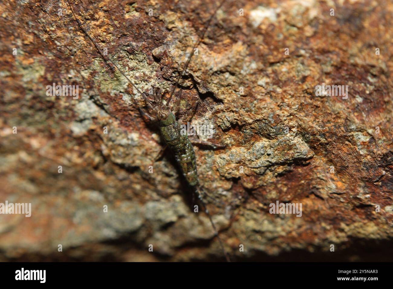 western sea bristletail (Petrobius brevistylis) Insecta Stock Photo - Alamy