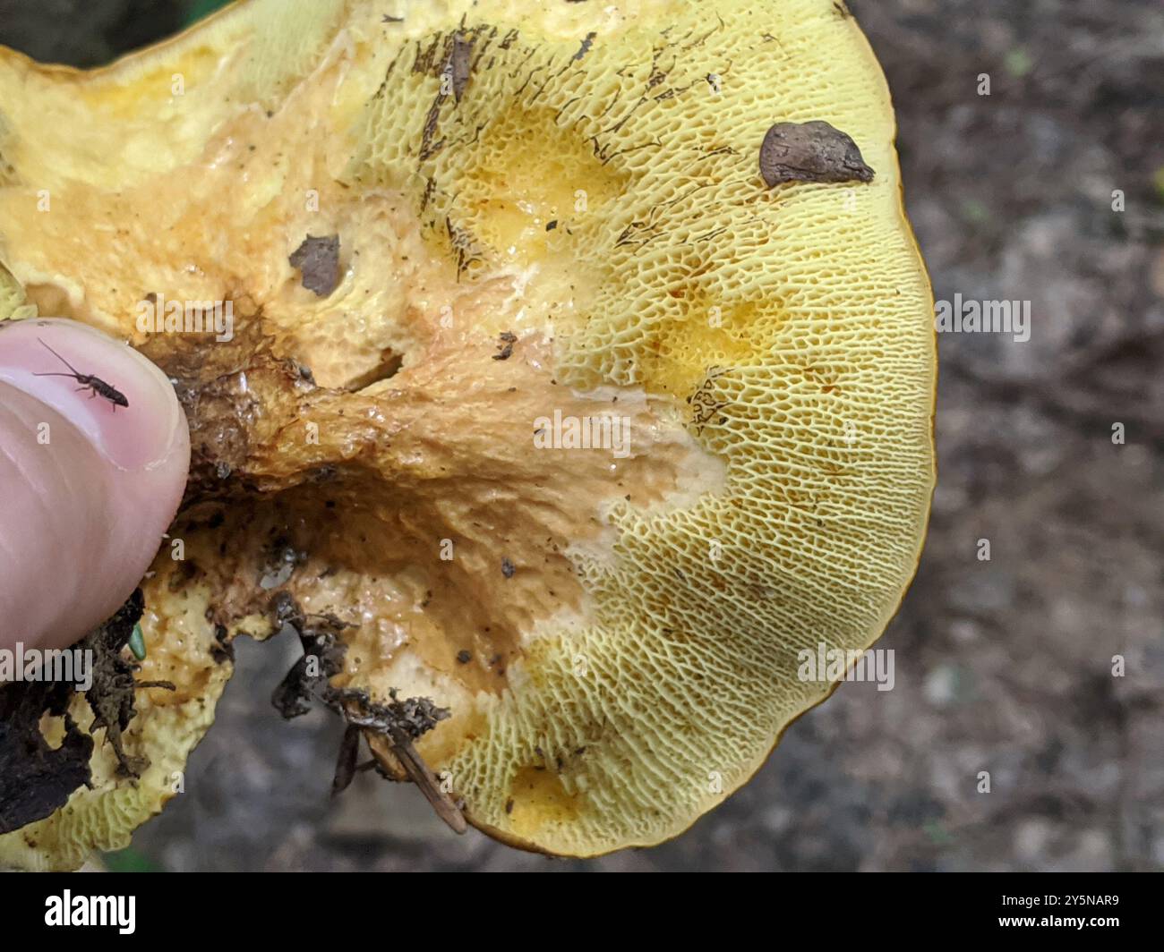ash-tree bolete (Boletinellus merulioides) Fungi Stock Photo - Alamy