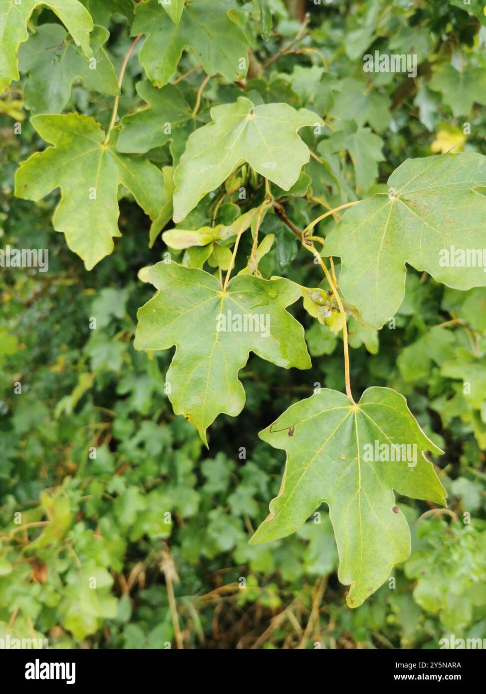field maple (Acer campestre) Plantae Stock Photo - Alamy