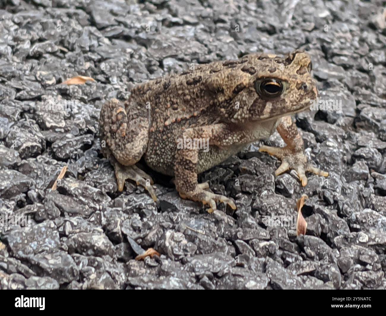 American Toad (Anaxyrus americanus) Amphibia Stock Photo - Alamy