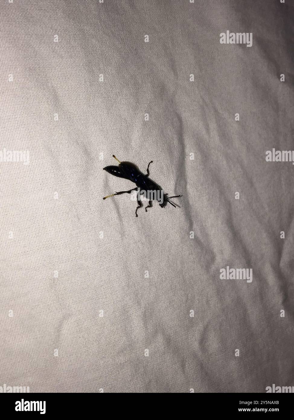 Organ-pipe Mud-dauber Wasp (Trypoxylon politum) Insecta Stock Photo - Alamy