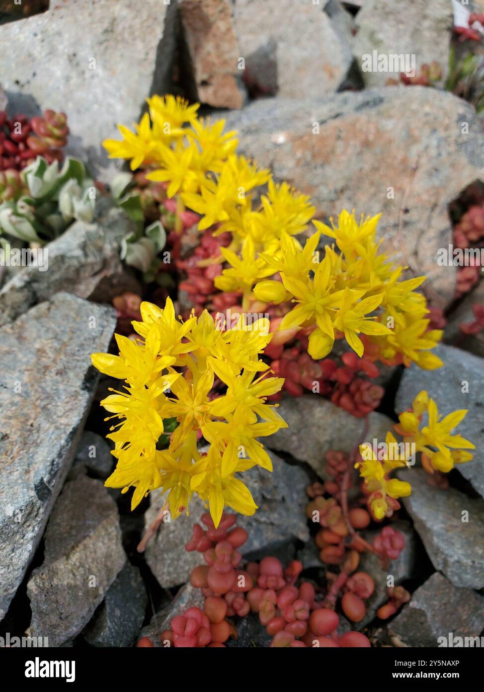 Pacific stonecrop (Sedum divergens) Plantae Stock Photo - Alamy