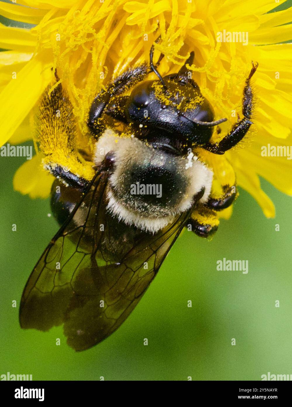 Eastern Carpenter Bee (Xylocopa virginica) Insecta Stock Photo - Alamy