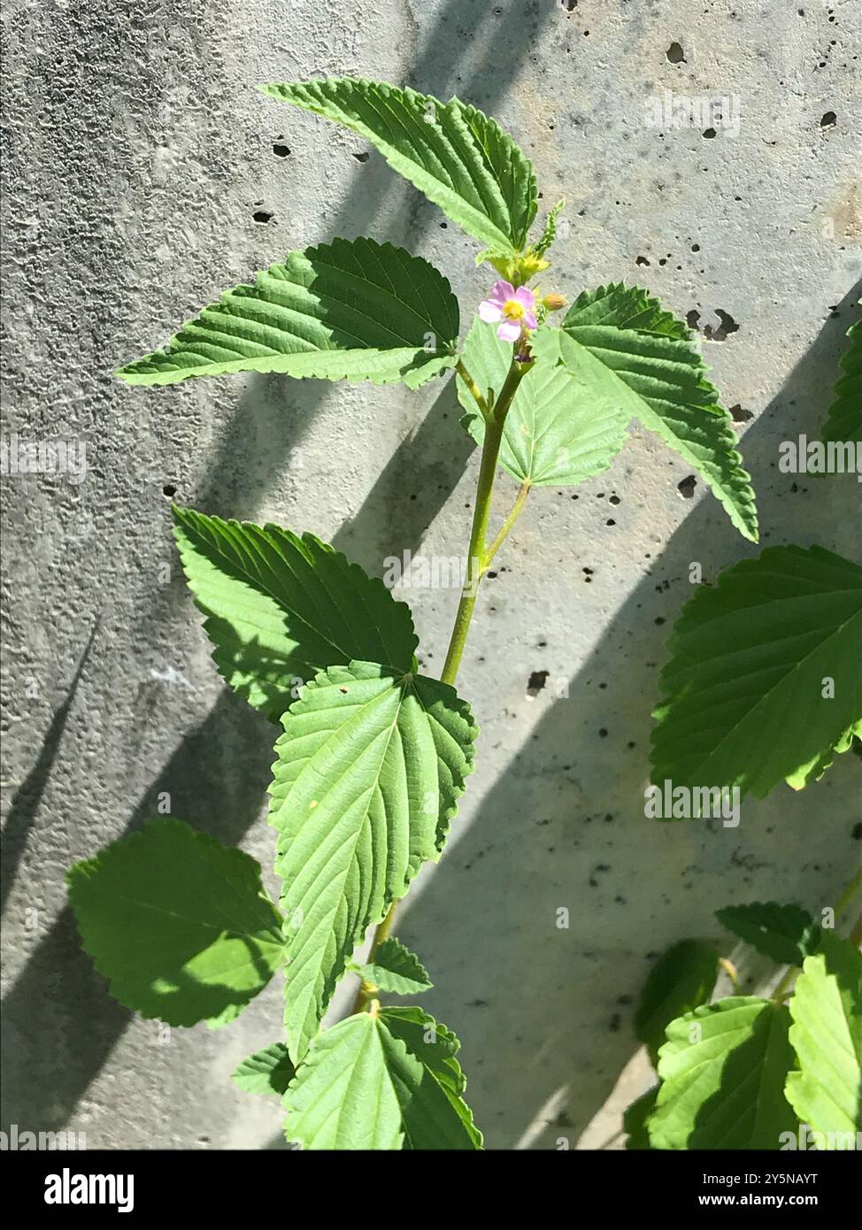 Pyramid Flower (Melochia pyramidata) Plantae Stock Photo - Alamy