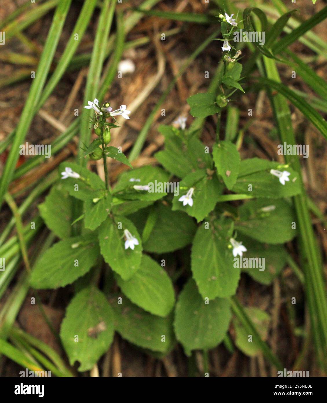 Indian tobacco (Lobelia inflata) Plantae Stock Photo - Alamy