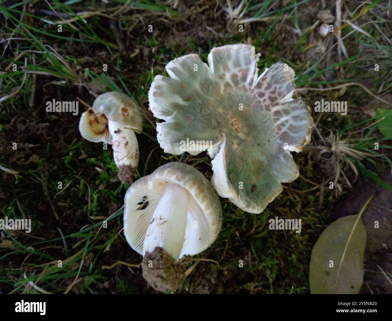 Green Quilt Russula (Russula crustosa) Fungi Stock Photo - Alamy