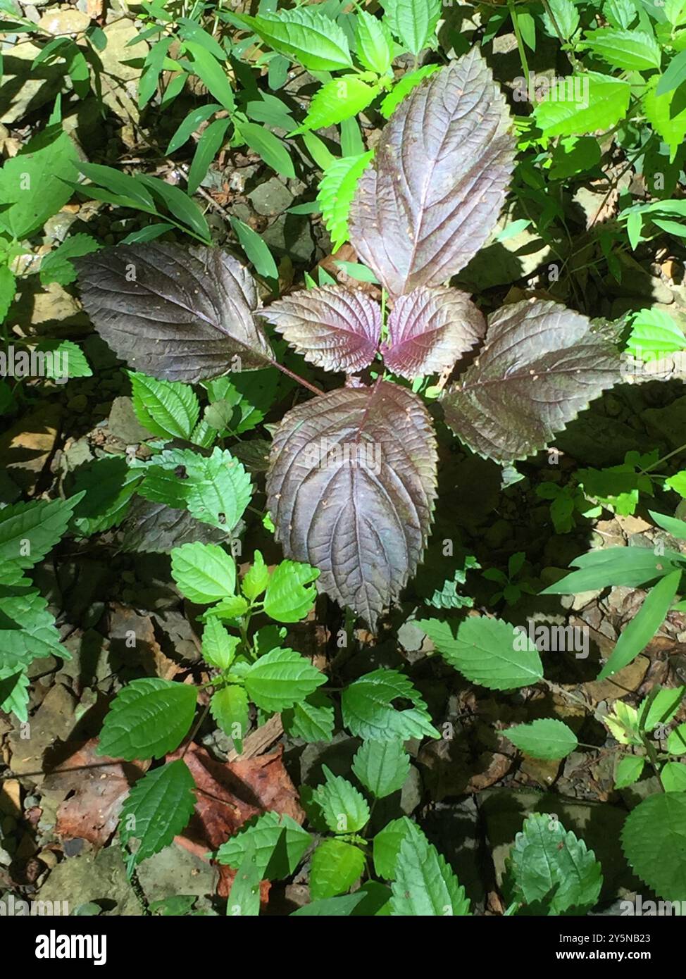 beefsteak plant (Perilla frutescens) Plantae Stock Photo - Alamy