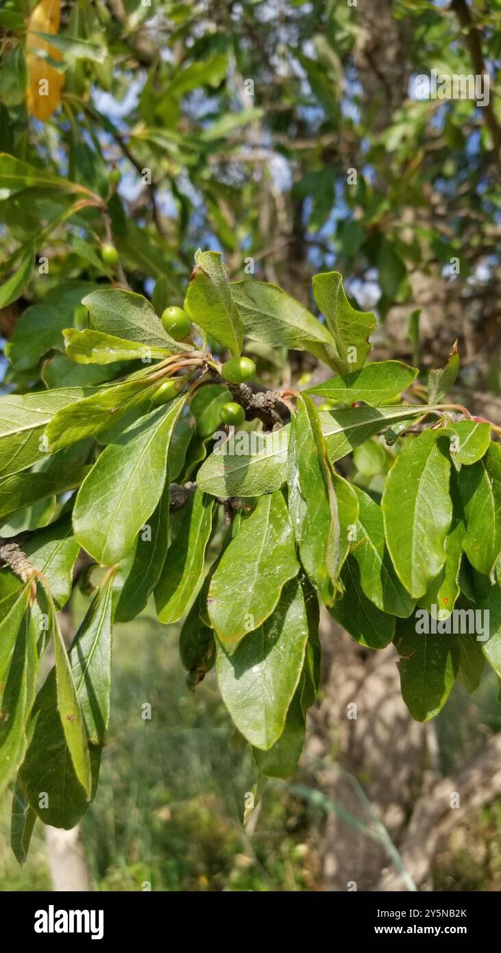 Gum bumelia (Sideroxylon lanuginosum) Plantae Stock Photo - Alamy