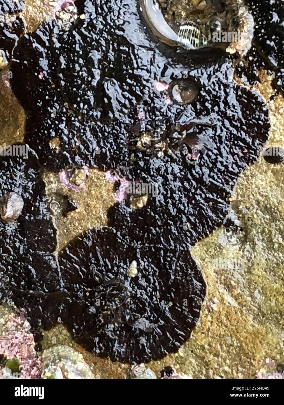 encrusting red algae (Mastocarpus) Plantae Stock Photo - Alamy