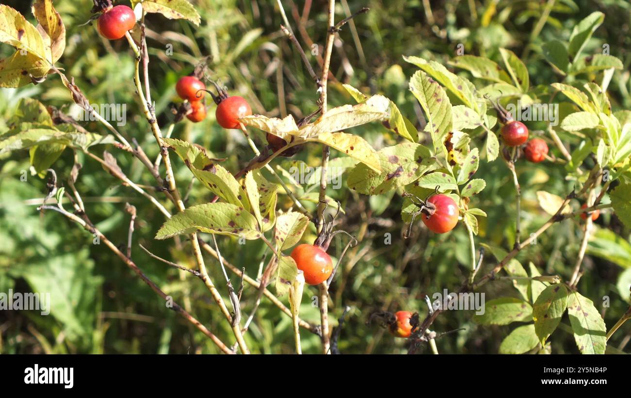 Cinnamon Rose (Rosa majalis) Plantae Stock Photo - Alamy