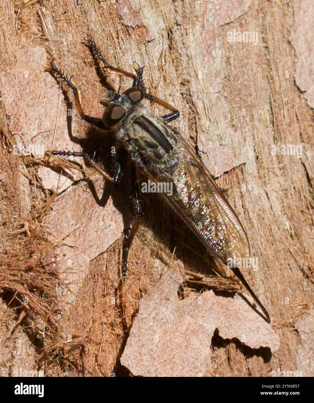 Northeastern Hammertail (Efferia aestuans) Insecta Stock Photo - Alamy