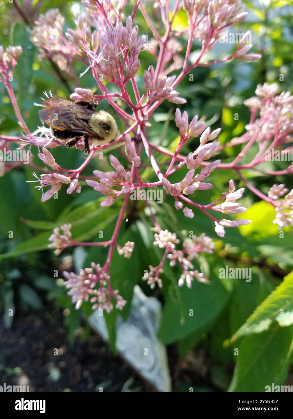 Lemon Cuckoo Bumble Bee (Bombus citrinus) Insecta Stock Photo - Alamy