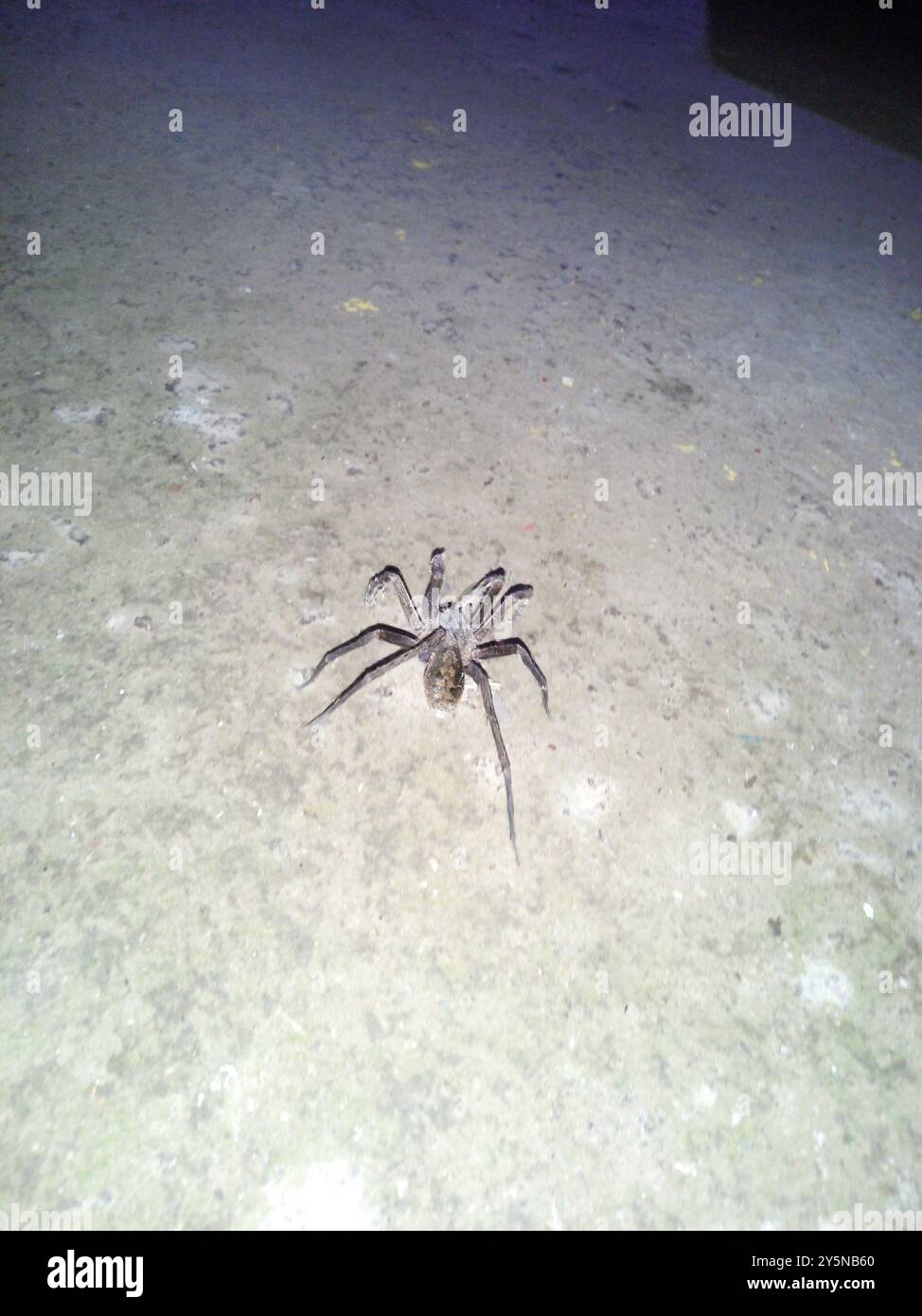 Wandering Spiders (Ctenidae) Arachnida Stock Photo - Alamy