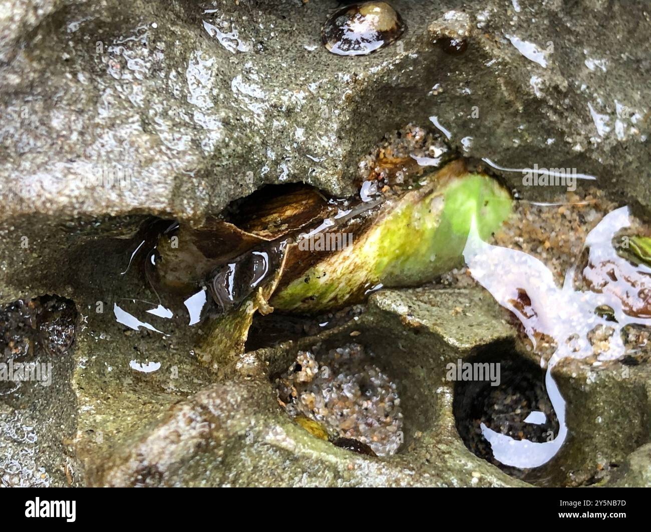 Flat-tip Piddock (Penitella penita) Mollusca Stock Photo - Alamy