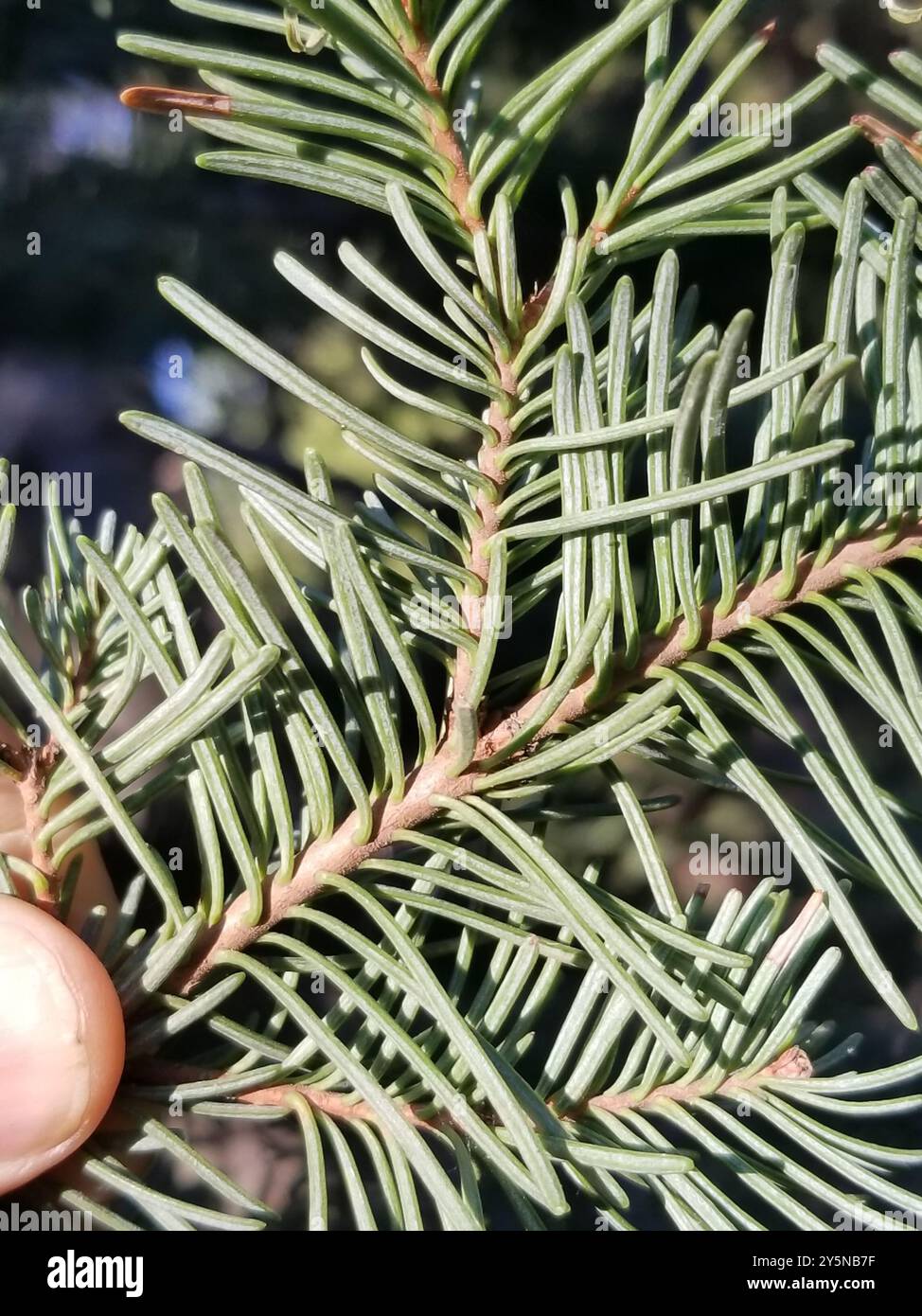 red fir (Abies magnifica) Plantae Stock Photo - Alamy