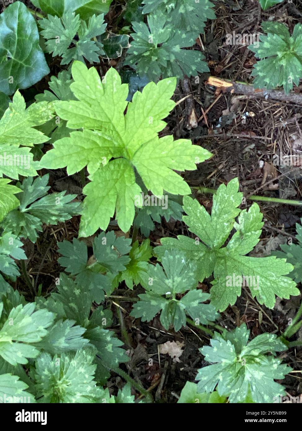 Pacific Waterleaf (Hydrophyllum tenuipes) Plantae Stock Photo - Alamy