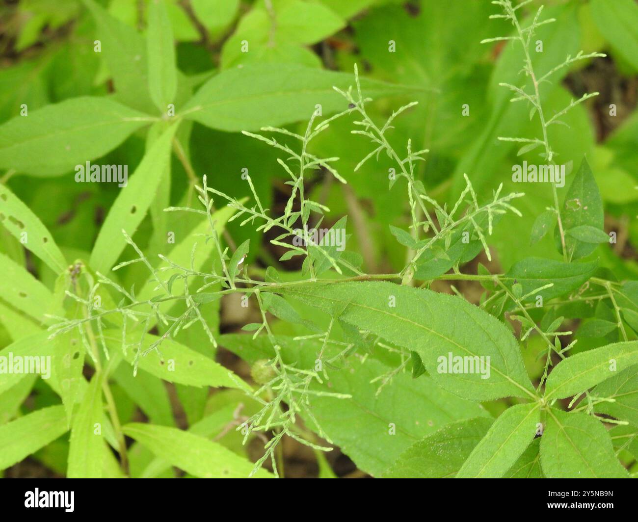 Short's aster (Symphyotrichum shortii) Plantae Stock Photo - Alamy
