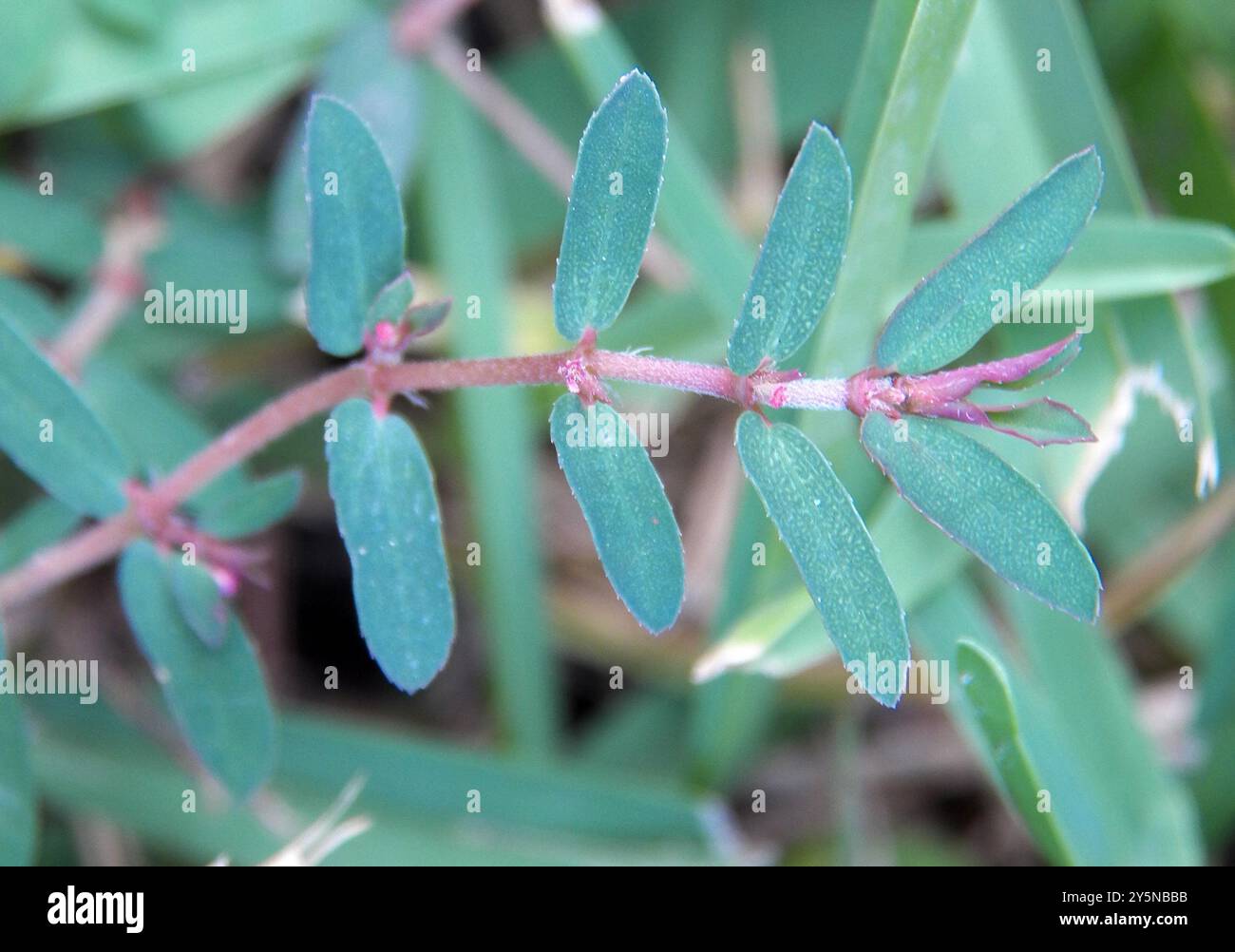 Spotted spurge (Euphorbia maculata) Plantae Stock Photo - Alamy