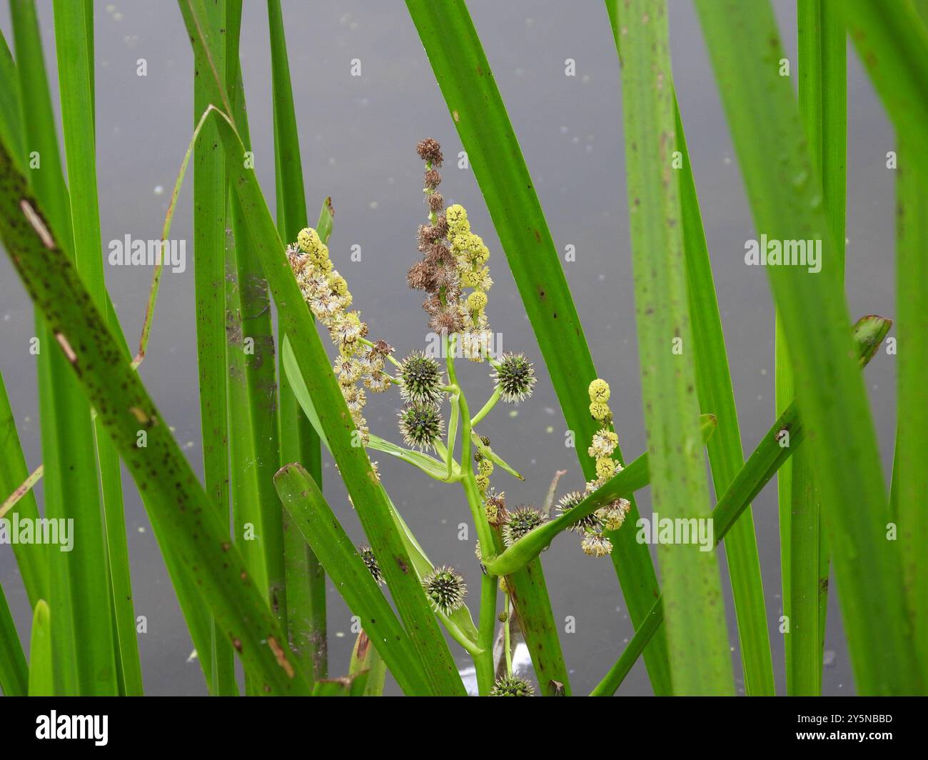 Branched Bur-reed (Sparganium erectum) Plantae Stock Photo - Alamy