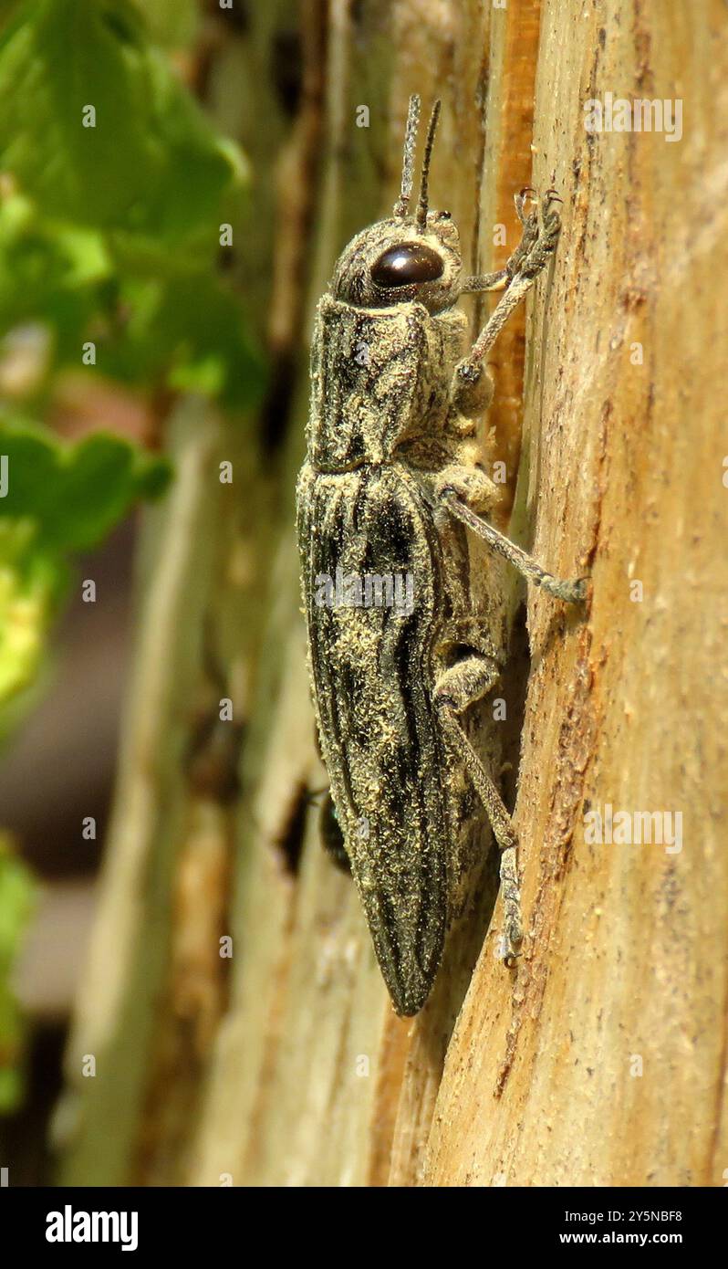 Western Sculptured Pine Borer (Chalcophora angulicollis) Insecta Stock ...