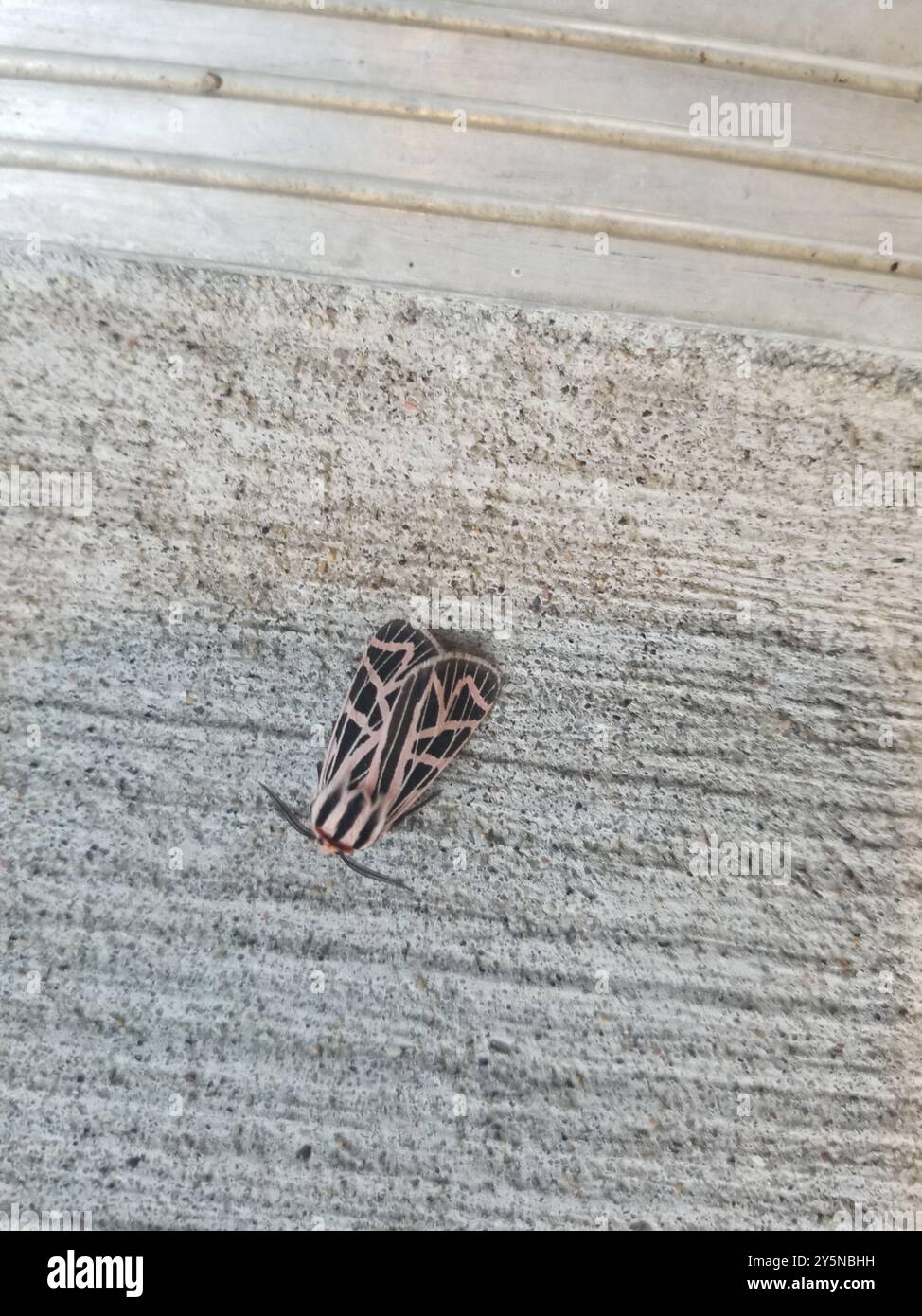 Phyllira Tiger Moth (Apantesis phyllira) Insecta Stock Photo - Alamy