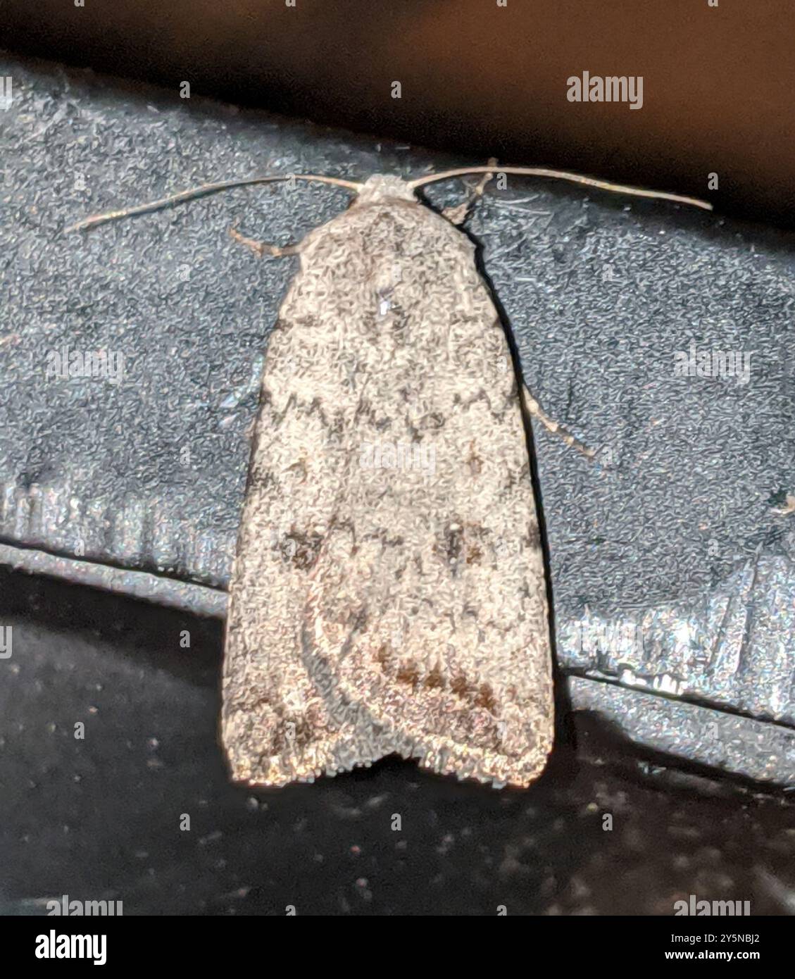 Civil Rustic Moth (Caradrina montana) Insecta Stock Photo - Alamy