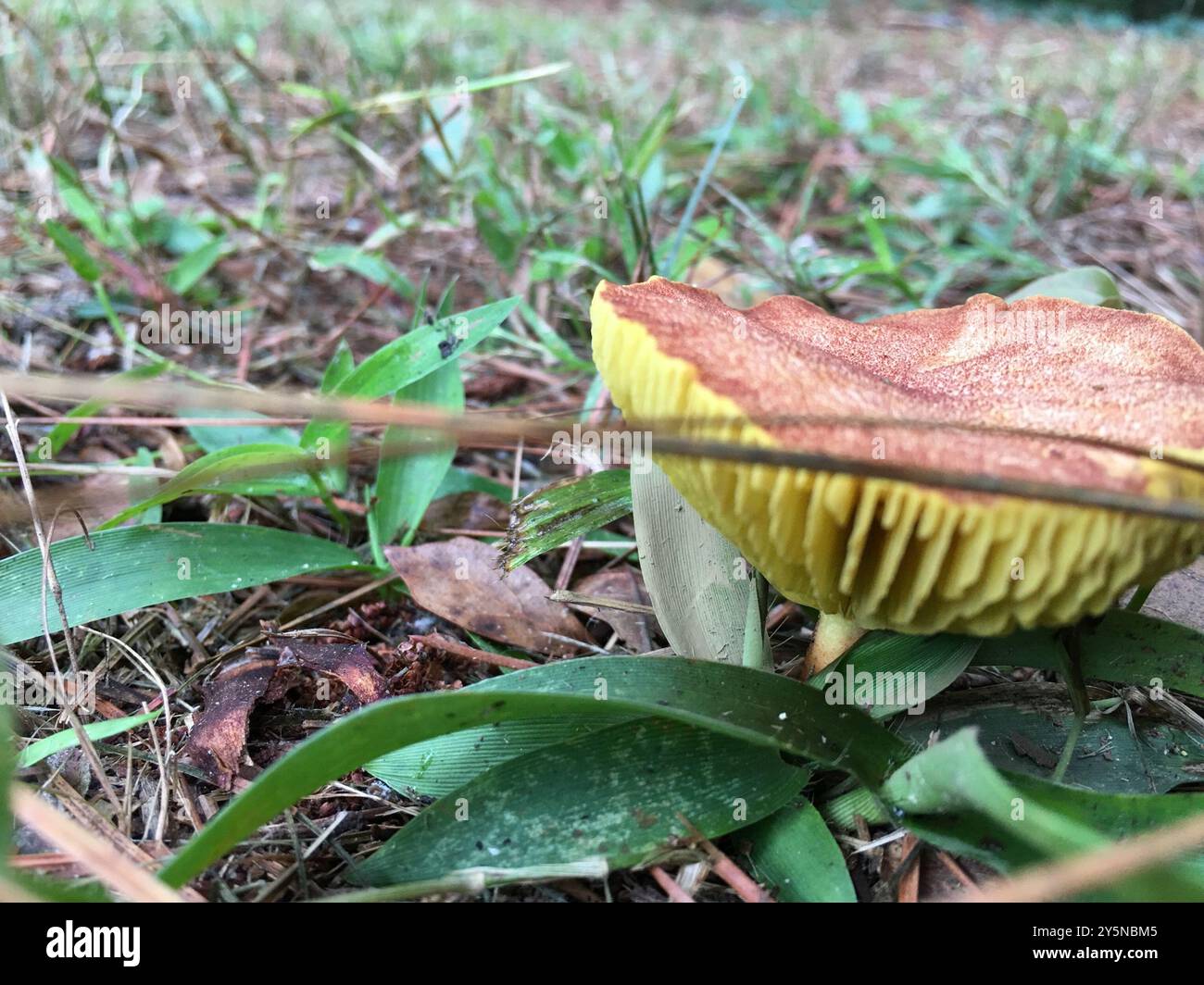 Golden Gilled Bolete (Phylloporus rhodoxanthus) Fungi Stock Photo - Alamy