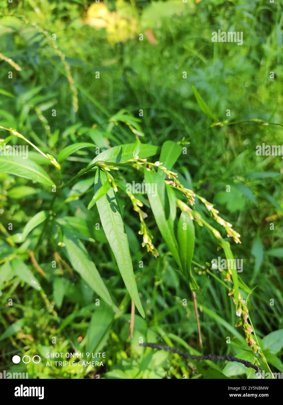 waterpepper (Persicaria hydropiper) Plantae Stock Photo - Alamy