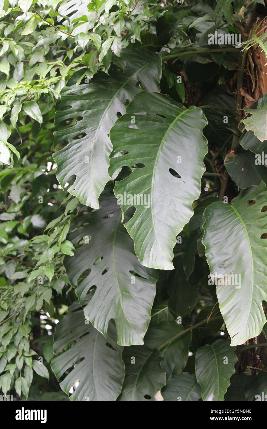 shingles plant (Monstera dubia) Plantae Stock Photo - Alamy