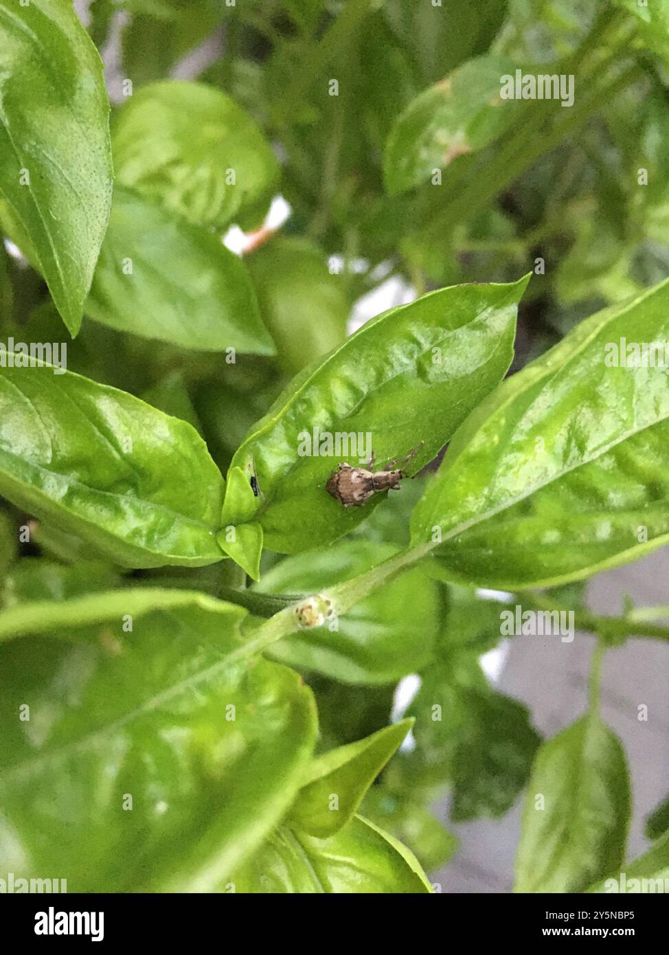 obscure root weevil (Sciopithes obscurus) Insecta Stock Photo - Alamy