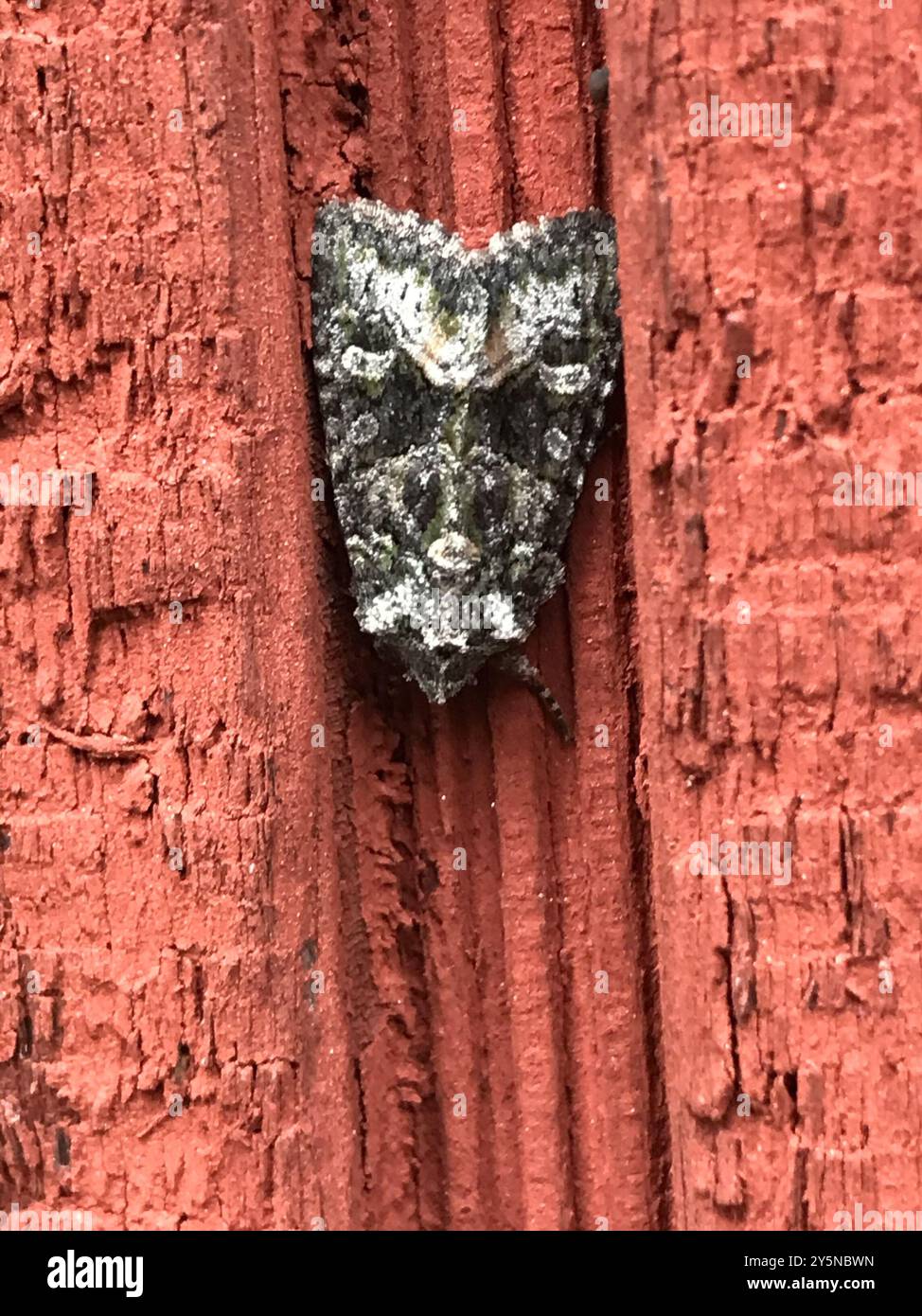 Olive Arches Moth (Lacinipolia olivacea) Insecta Stock Photo - Alamy