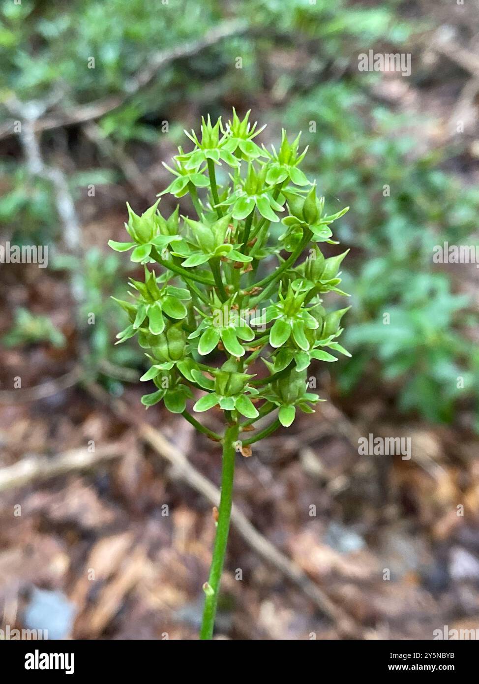 fly poison (Amianthium muscitoxicum) Plantae Stock Photo - Alamy