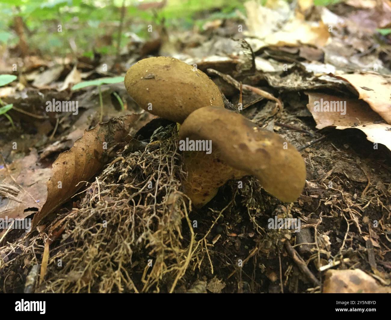 ash-tree bolete (Boletinellus merulioides) Fungi Stock Photo - Alamy