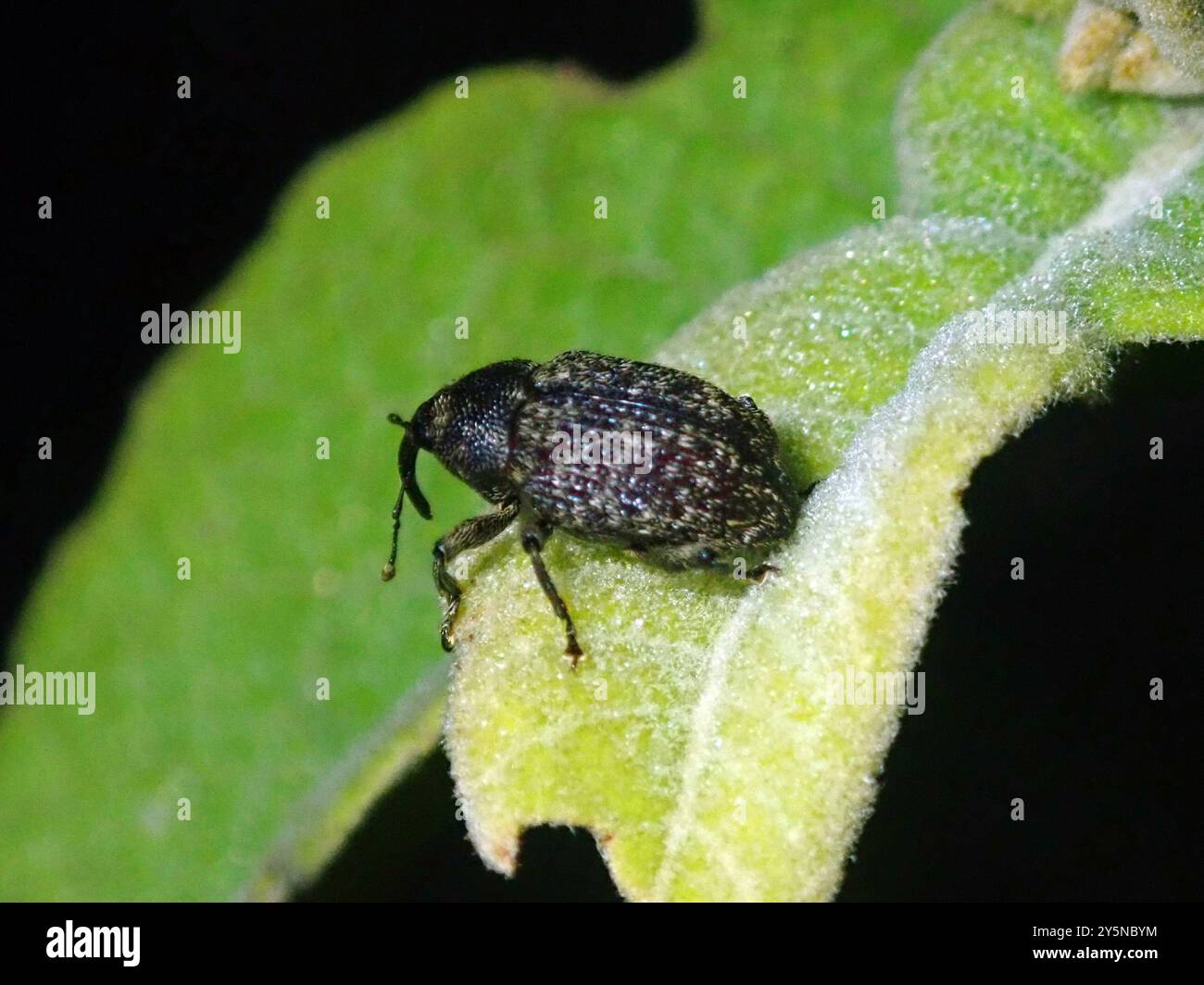 True Weevils (Curculionidae) Insecta Stock Photo - Alamy