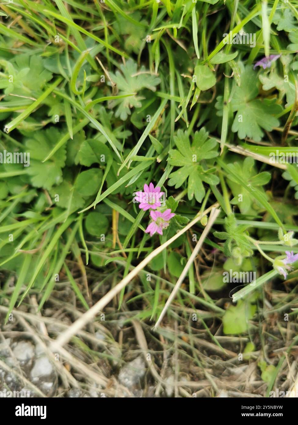 Dove's-foot crane's-bill (Geranium molle) Plantae Stock Photo - Alamy