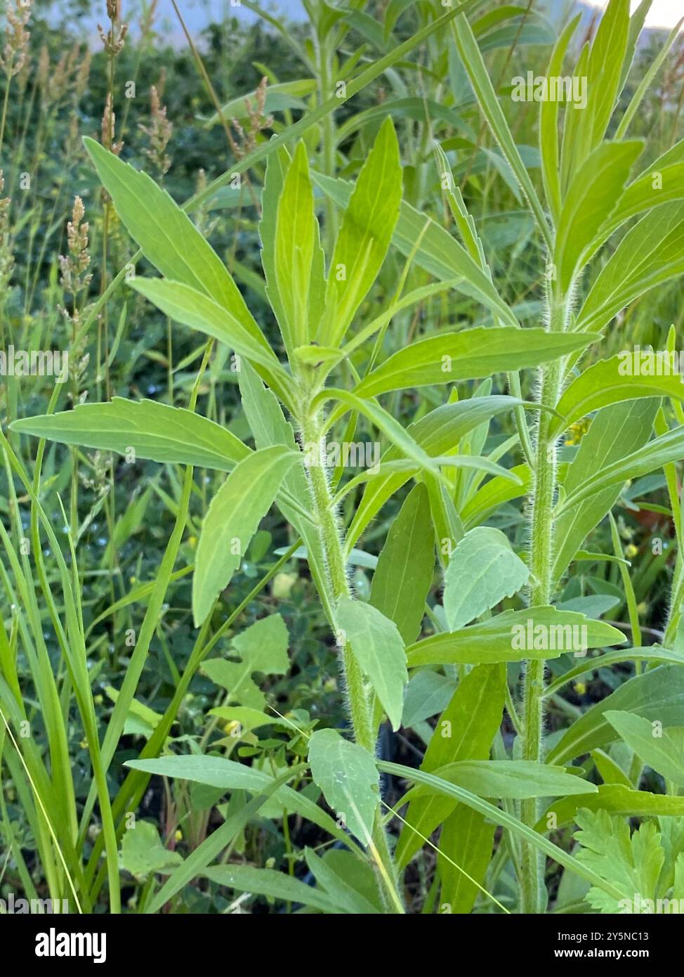 plants (Plantae) Plantae Stock Photo - Alamy