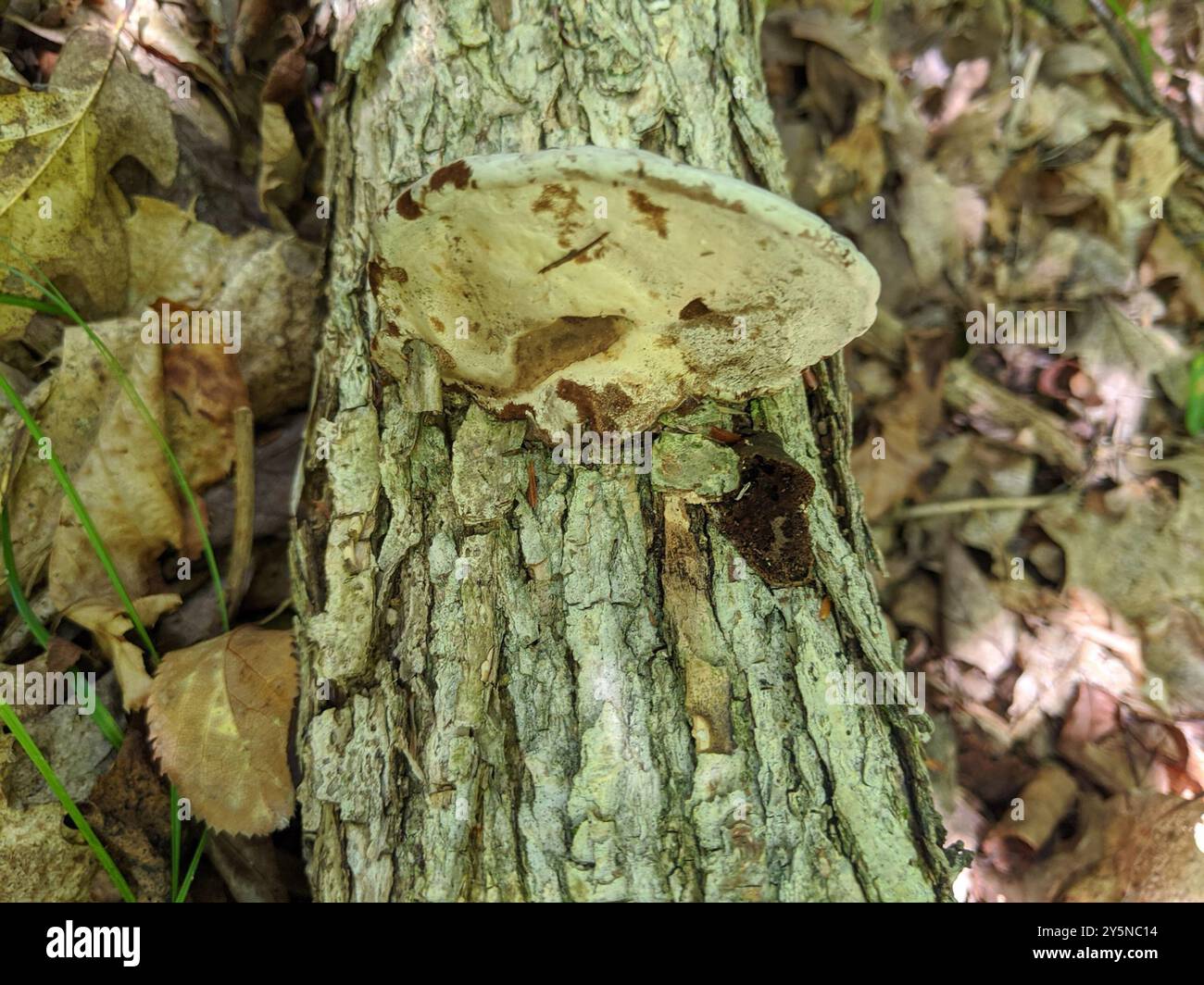 (Ganoderma megaloma) Fungi Stock Photo - Alamy
