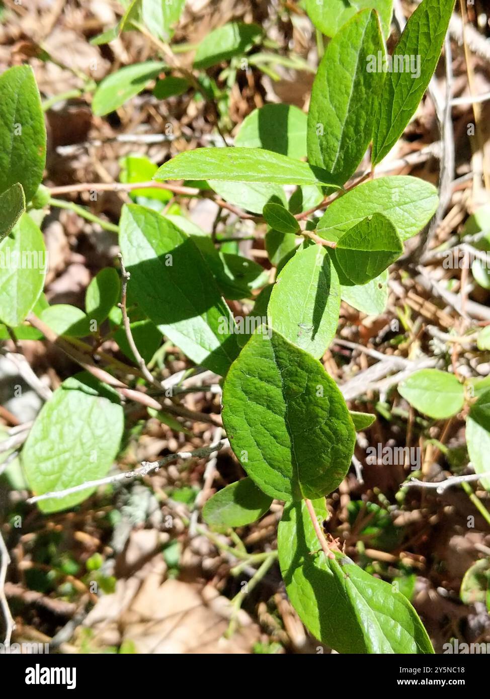 black huckleberry (Gaylussacia baccata) Plantae Stock Photo - Alamy