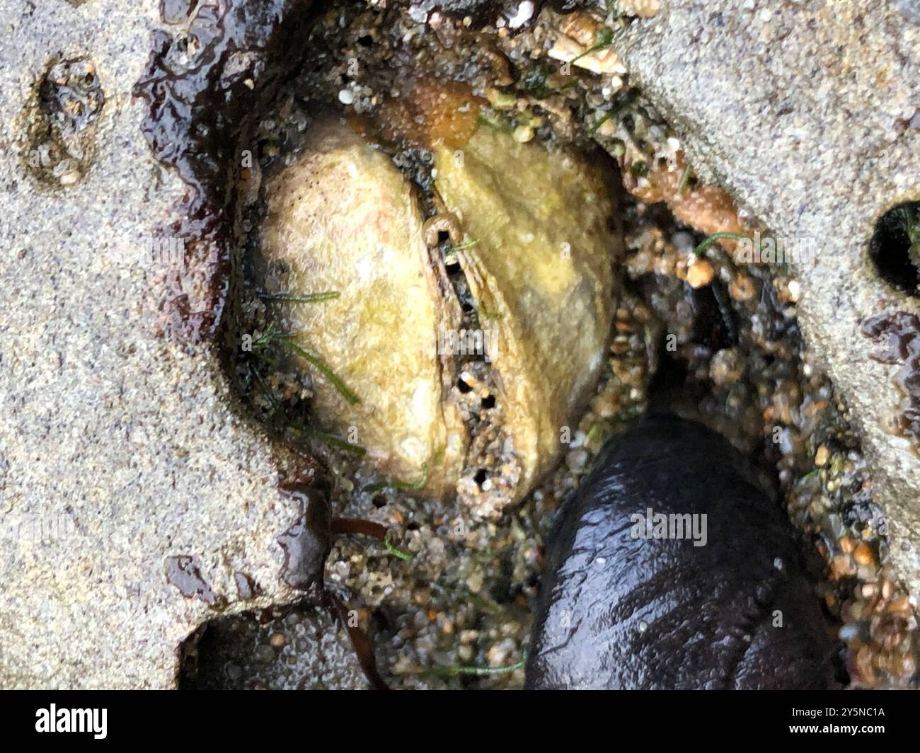 Piddocks and Angelwings (Pholadidae) Mollusca Stock Photo - Alamy