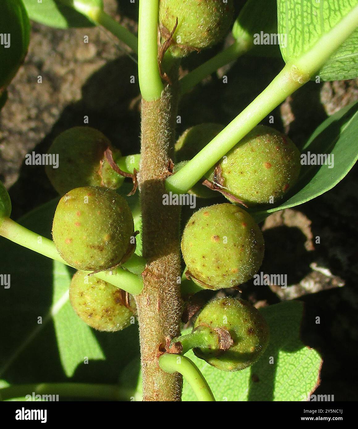 Common Wild Fig (Ficus burkei) Plantae Stock Photo - Alamy