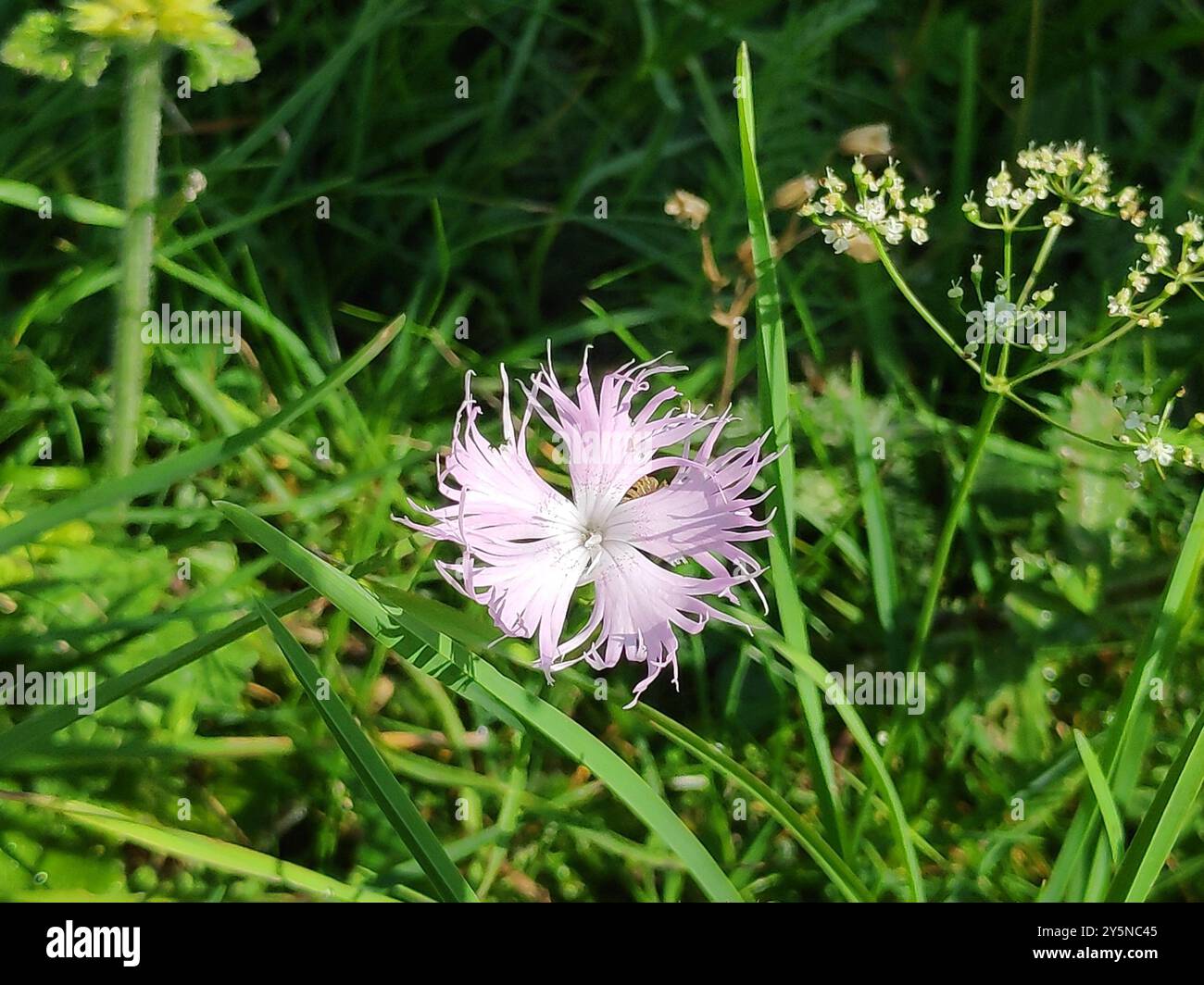 Fringed Pink (Dianthus hyssopifolius) Plantae Stock Photo - Alamy