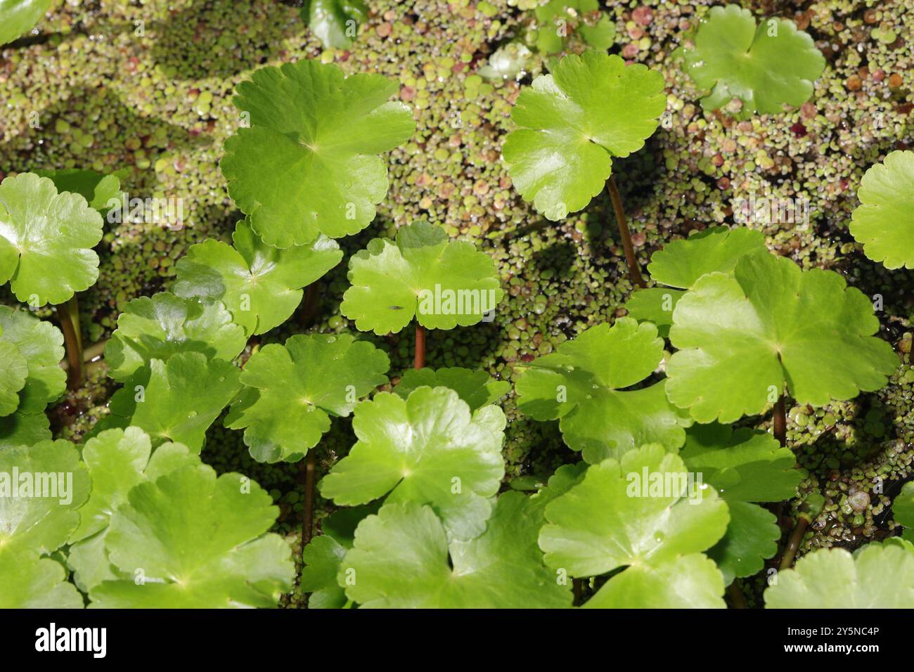 floating marsh pennywort (Hydrocotyle ranunculoides) Plantae Stock ...