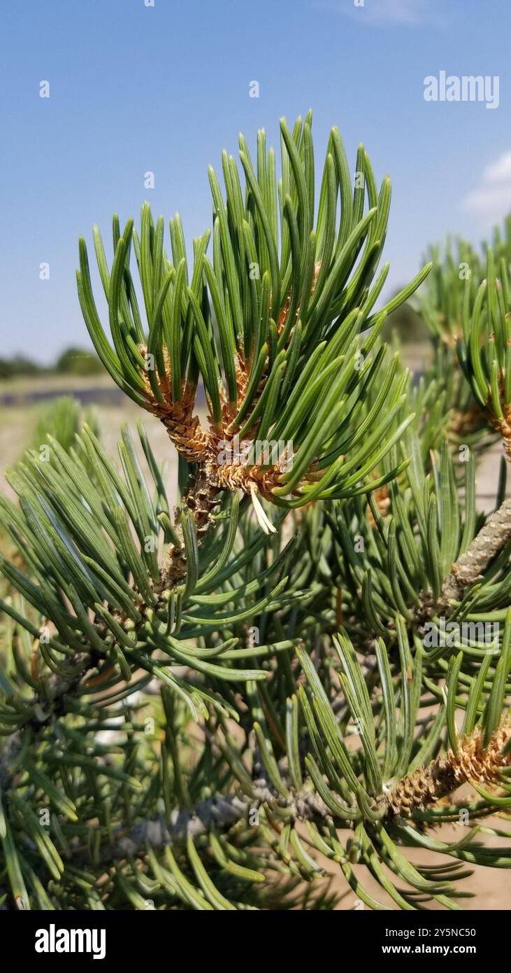 Colorado Pinyon (Pinus edulis) Plantae Stock Photo - Alamy