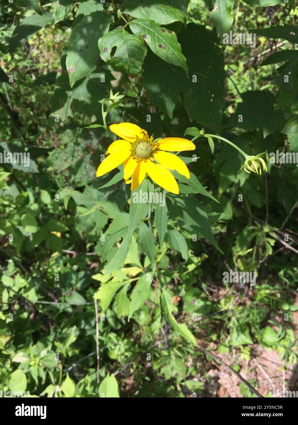 cutleaf coneflower (Rudbeckia laciniata) Plantae Stock Photo - Alamy