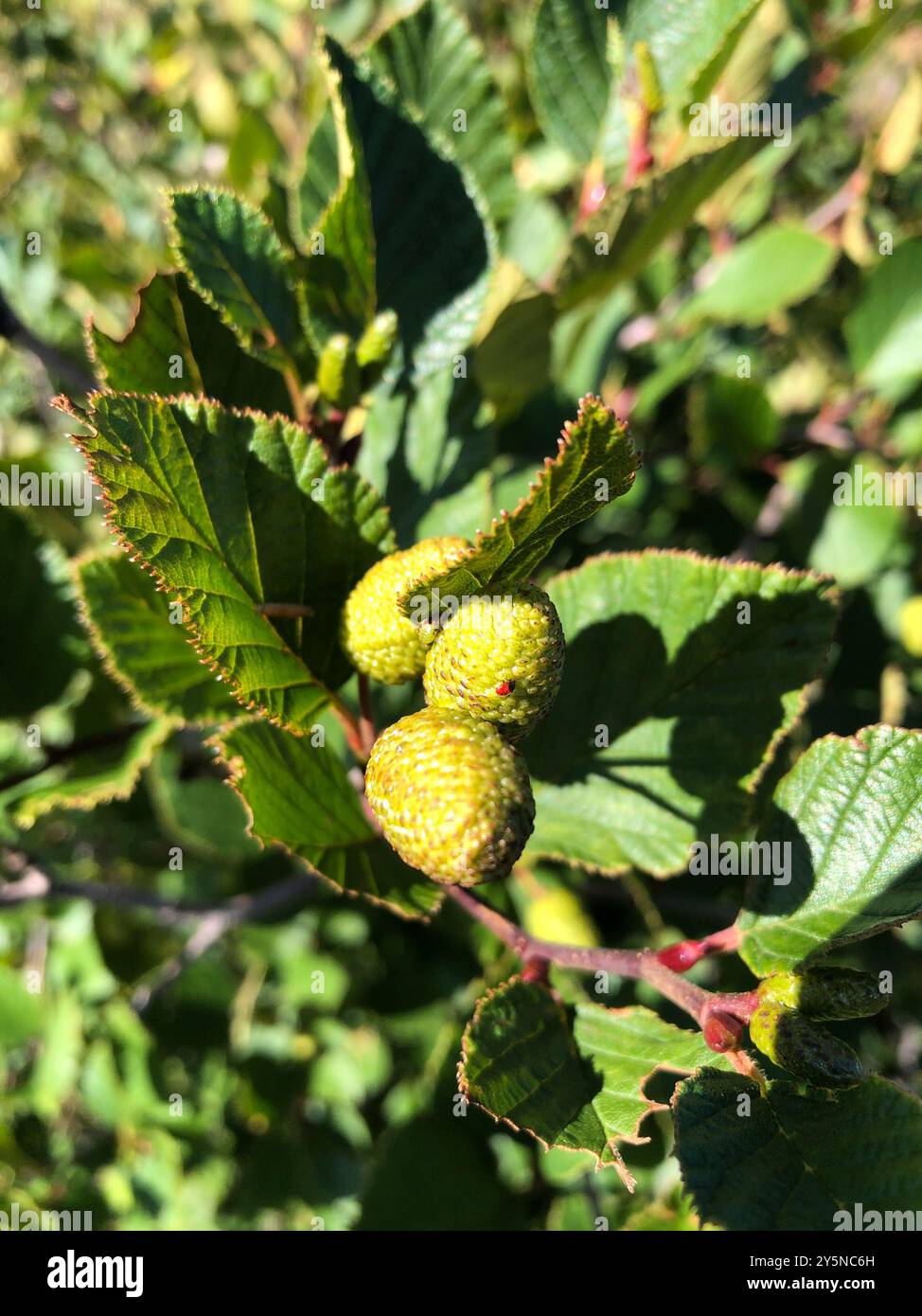 mountain alder (Alnus alnobetula crispa) Plantae Stock Photo - Alamy