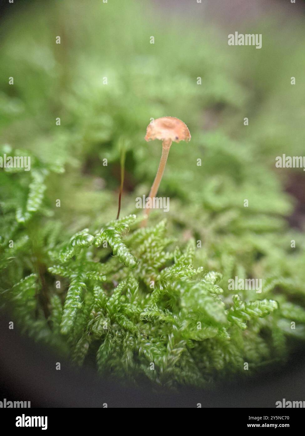 Orange Moss Navel (Rickenella fibula) Fungi Stock Photo - Alamy