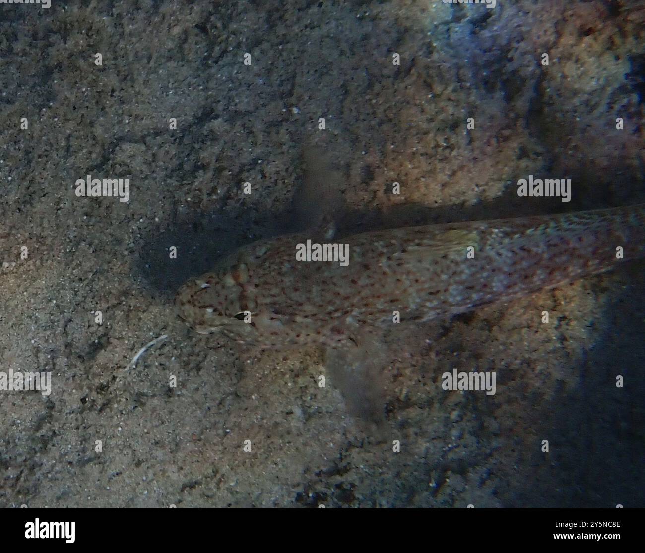 Incognito Goby (Gobius incognitus) Actinopterygii Stock Photo - Alamy