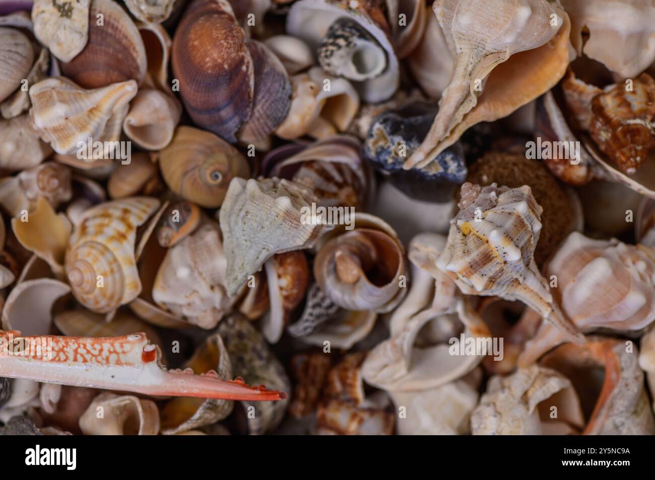 Various shells drawing hi-res stock photography and images - Alamy