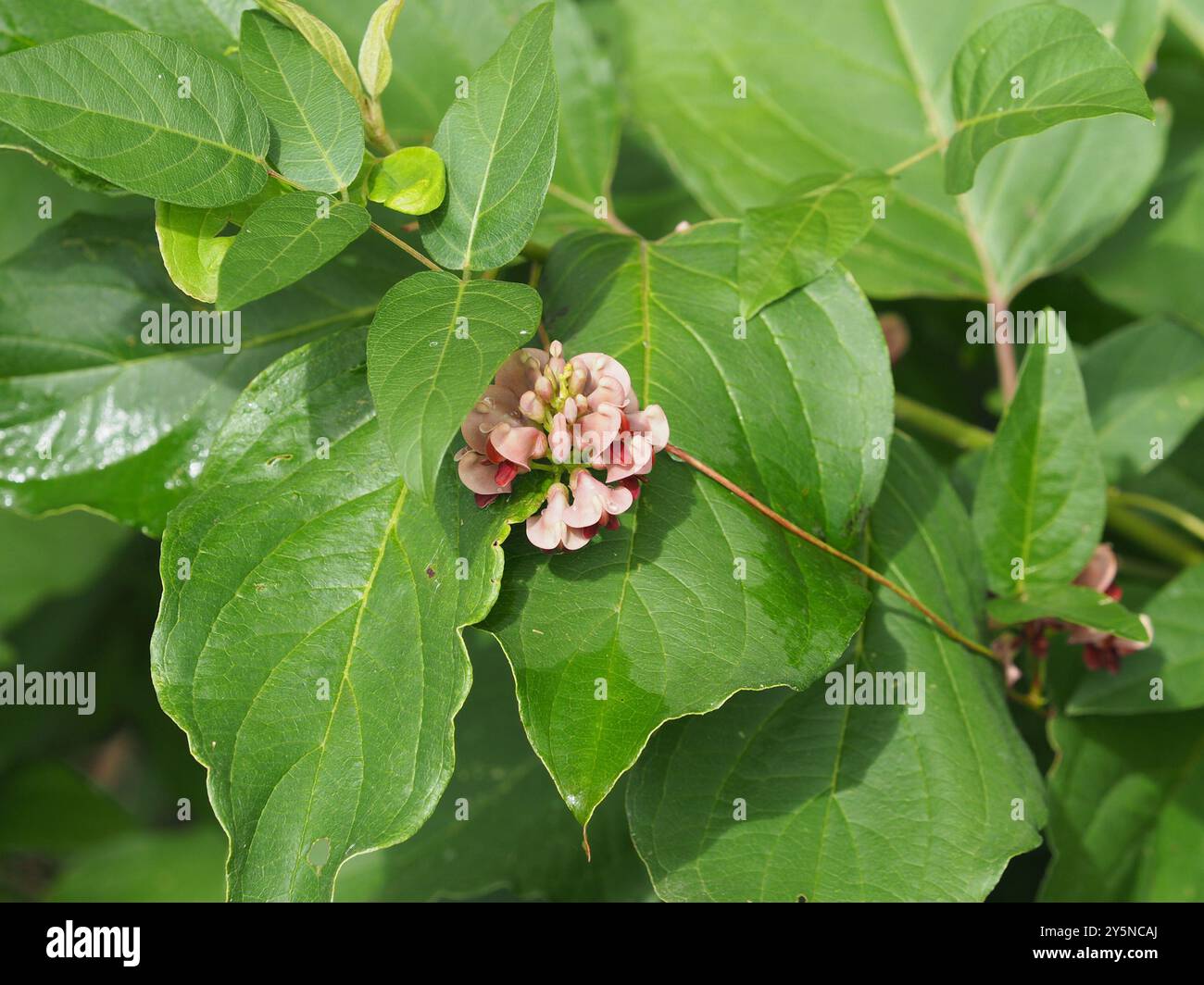 American groundnut (Apios americana) Plantae Stock Photo - Alamy